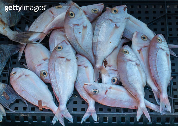 Harvesting the Common Pandora Fish from Fishing 이미지 (1481885963) - 게티이미지뱅크