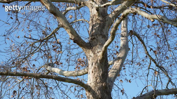 Chestnut tree (Aesculus hippocastanum) in the winter, leaves are dry ...