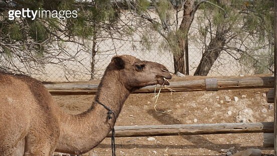 A young dromedary, Camelus dromedarius, also called Arabian camel, one ...