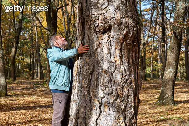 Mature bearded traveler man hugging big tree in autumn forest. Walking ...