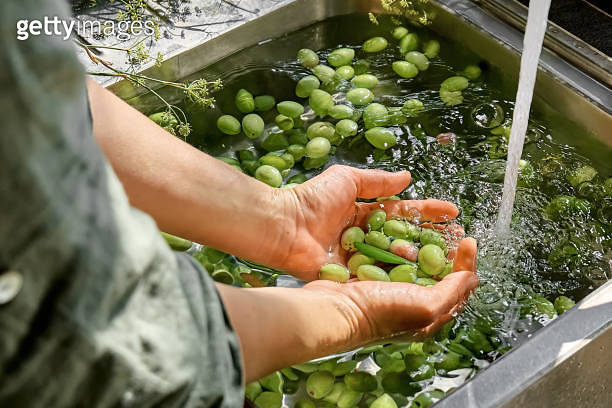 Woman preparing fermented olives, washing it in washbasin in the ...