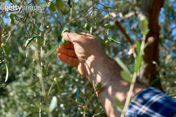Mature gardener picking olives in olive tree garden. Man's hand colling ...