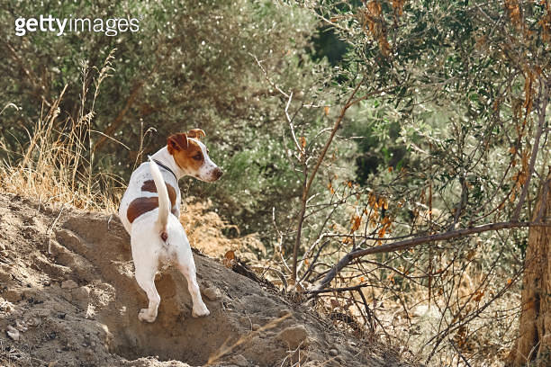 Curious Jack Russell Terrier walking nature. Traveling with dog in ...