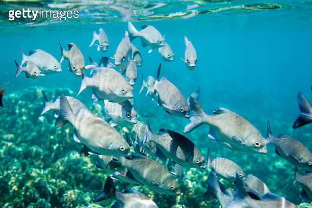School of silver fish swimming in the clear blue-green ocean with coral ...