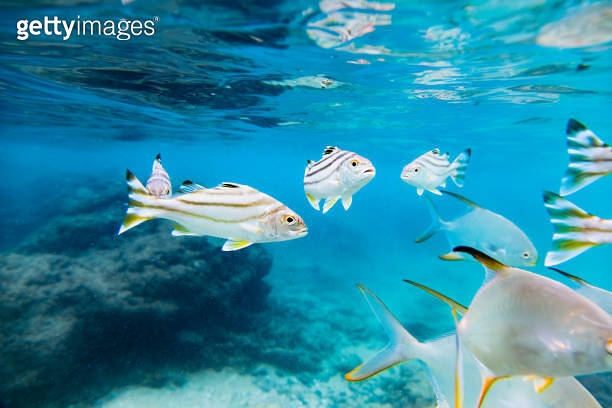 School of White and Silver Striped Fish Swimming in the Ocean. 이미지 ...
