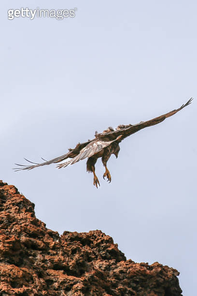 One of only 300 Galápagos Hawks left in the world 이미지 (1590451071) - 게티 ...