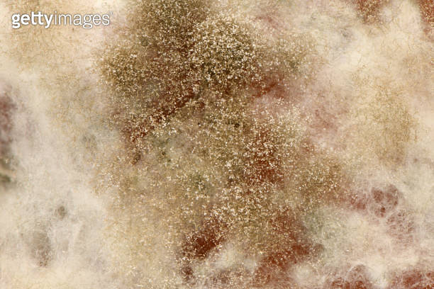 Mold extreme close-up. Macro shot of mold. Side view. Mold is a fungus ...
