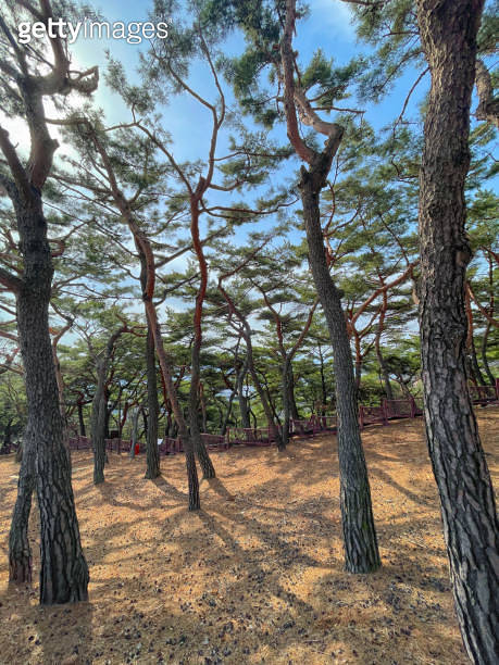 Pine Tree Habitat 이미지 (1474923928) - 게티이미지뱅크