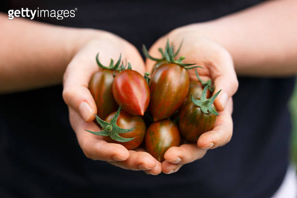 Fresh Shimmer tomatoes in farmers, gardeners hands. Harvesting tomatoes ...