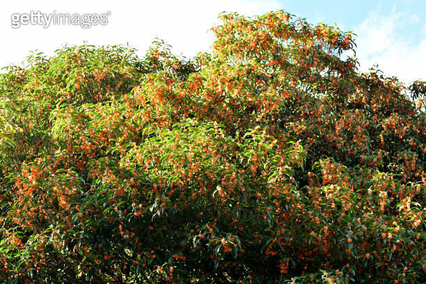 Osmanthus fragrans/Fragrant olive: Broadleaf, Evergreen Shrub/Tree with ...