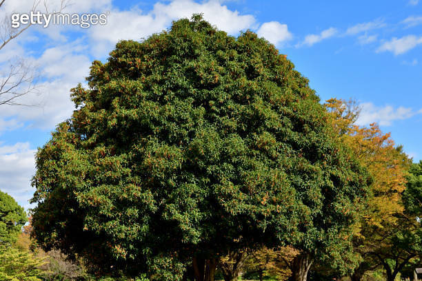 Osmanthus fragrans/Fragrant olive: Broadleaf, Evergreen Shrub/Tree with ...