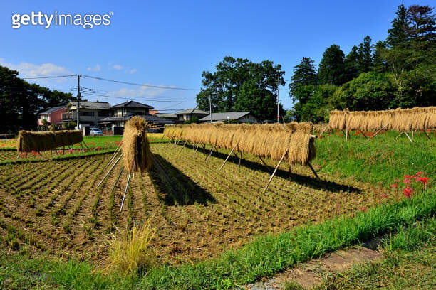Terasaka Rice Terraces in Autumn, located in Chichibu, Saitama ...