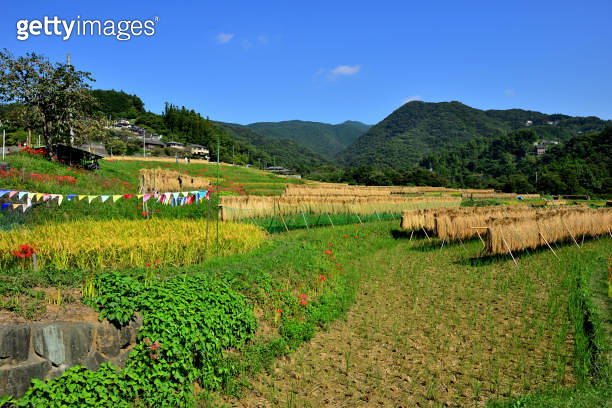 Terasaka Rice Terraces in Autumn, located in Chichibu, Saitama ...