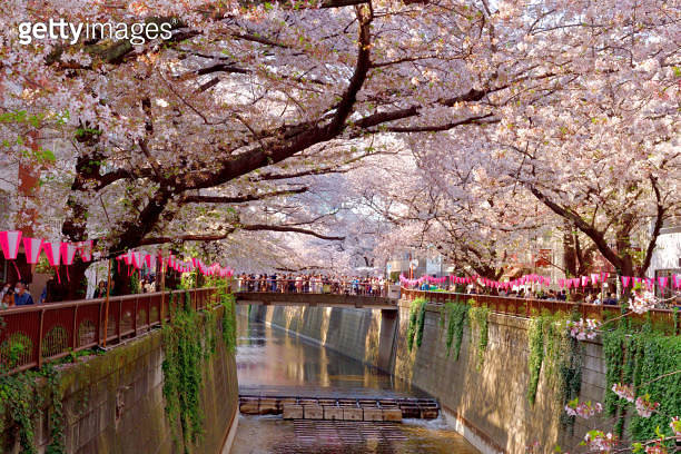 Cherry Blossom Viewing (Hanami) over Meguro River in Tokyo (1479270385 ...