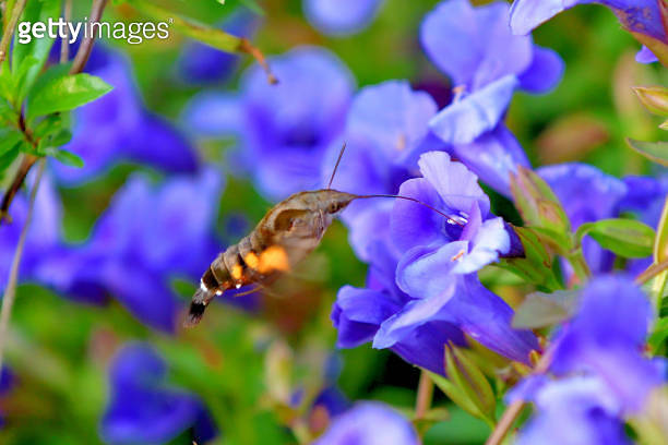 Hummingbird Hawk-Moth Hovering and Sucking Nectar of Torenia Flowers ...