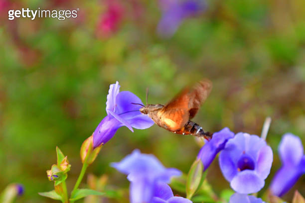 Hummingbird Hawk-Moth Hovering and Sucking Nectar of Torenia Flowers ...