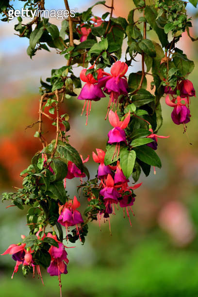 Fuchsia Flowers: Fabulous Staple for Hanging Baskets with Their Elegant ...