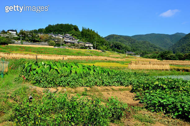 Terasaka Rice Terraces in Autumn, located in Chichibu, Saitama ...