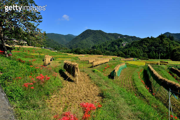 Terasaka Rice Terraces in Autumn, located in Chichibu, Saitama ...