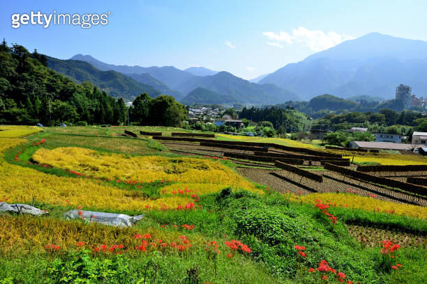 Terasaka Rice Terraces in Autumn, located in Chichibu, Saitama ...
