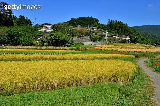 Terasaka Rice Terraces in Autumn, located in Chichibu, Saitama ...