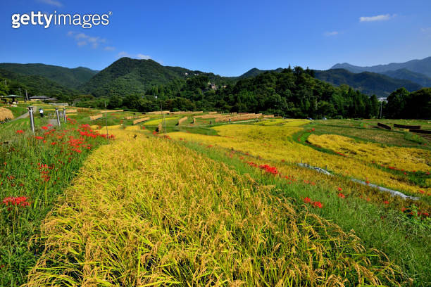 Terasaka Rice Terraces in Autumn, located in Chichibu, Saitama ...
