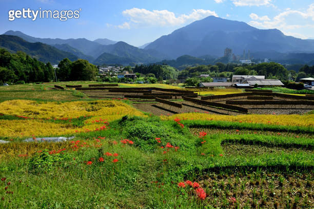 Terasaka Rice Terraces in Autumn, located in Chichibu, Saitama ...