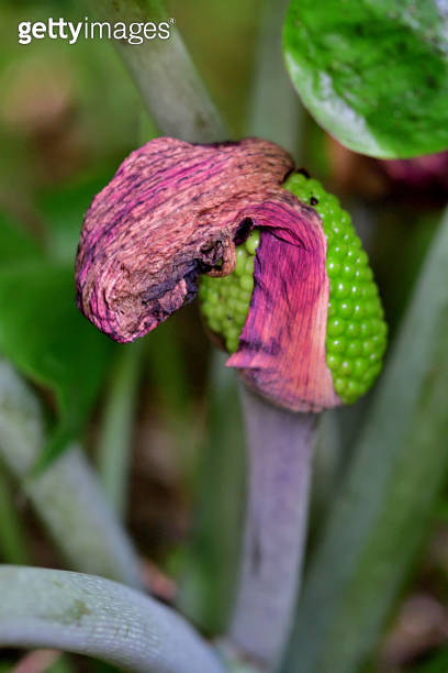 Cobra Lily / Darlingtonia Californica/ California Pitcher: The ...
