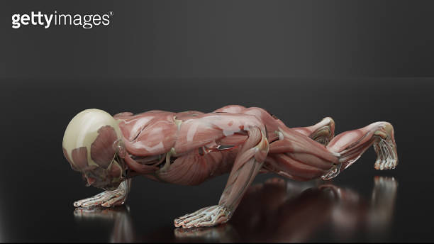 Man doing Push-Ups. Anatomy Muscles Tendons, Chest extreme workout ...