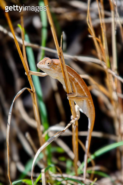 Southern Carpet Chameleon, Furcifer major, Isalo National Park ...