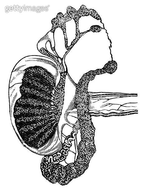 Medical Illustration of a Human Testicle, Partiatlly Unraveled - 19th ...