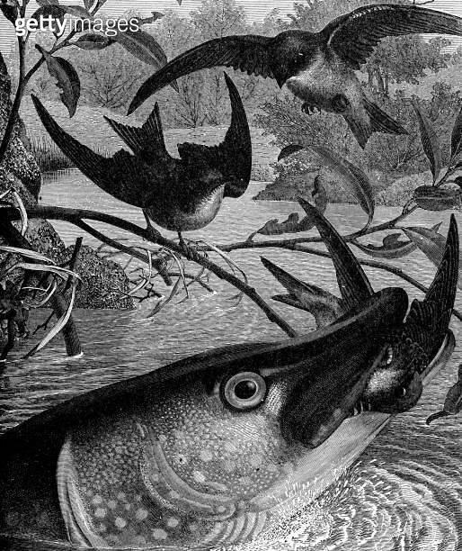 Northern Pike Fish (Esox Lucius) Attacking Birds - 19th Century ...