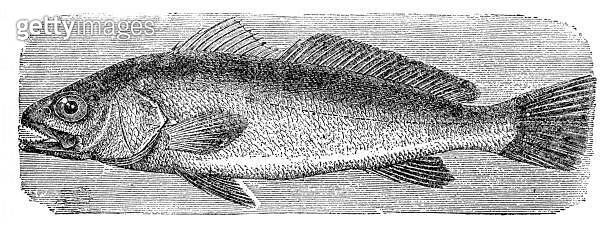 Meagre Fish (Argyrosomus Regius) - 19th Century 이미지 (1817197444) - 게티이미지뱅크