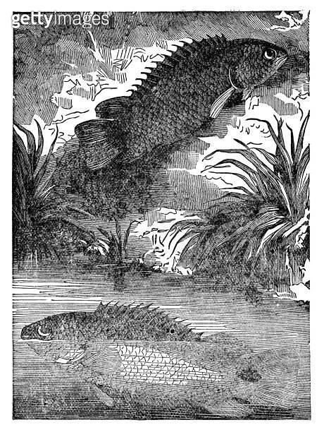 Climbing Perch Fish (Anabas Testudineus) - 19th Century 이미지 (1817208681 ...