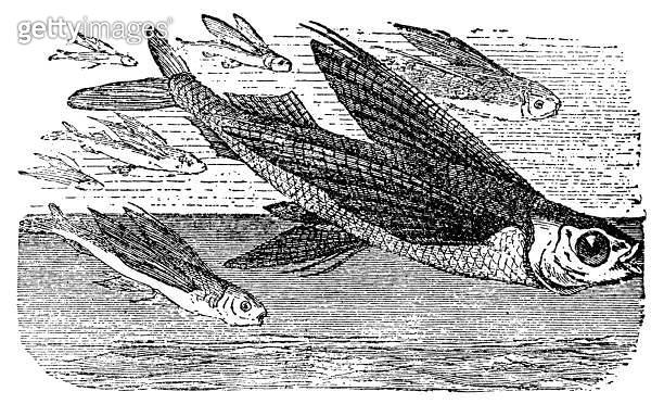 Tropical Two-Wing Flying Fish (Exocoetus Volitans) - 19th Century 이미지 ...