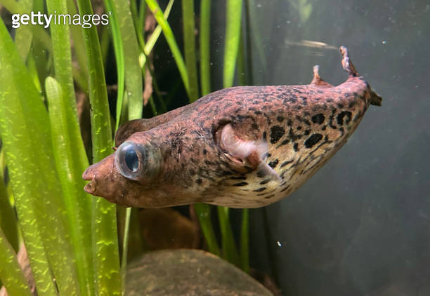 humpback puffer (pao palembangensis) fish in aquarium. (1468861962 ...