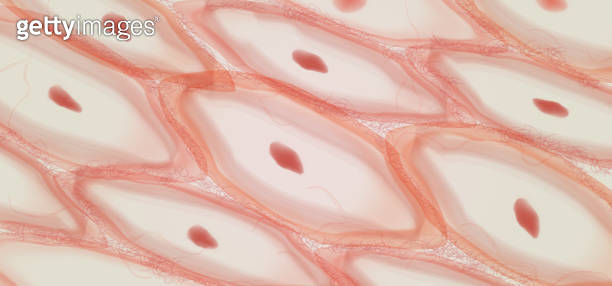 Epithelial tissue, Skin tissue cells, layers of skin. (1866825207) - 게티 ...