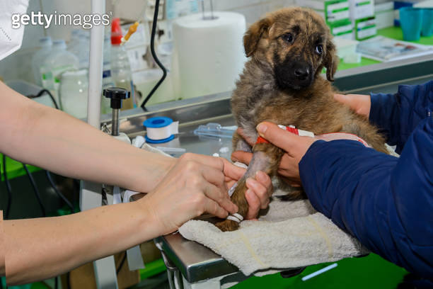 A dog is receiving an injection of medication in a veterinarian ...