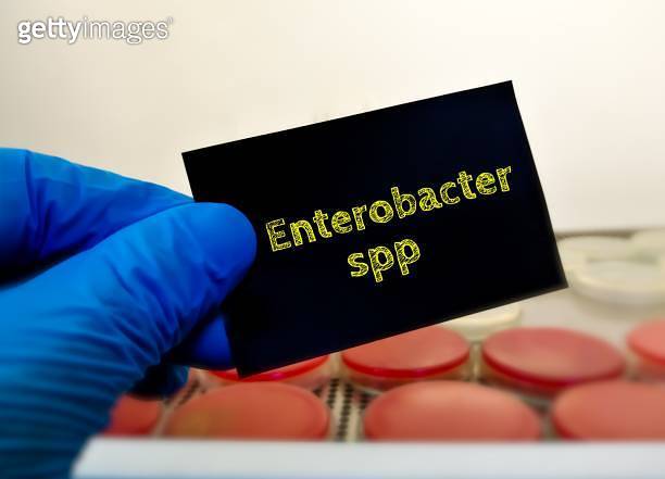 Enterobacter spp., gram-negative, rod-shaped, facultatively anaerobic ...