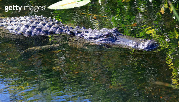 Close-up crocodile in the swamp in Everglades National Park, Florida ...