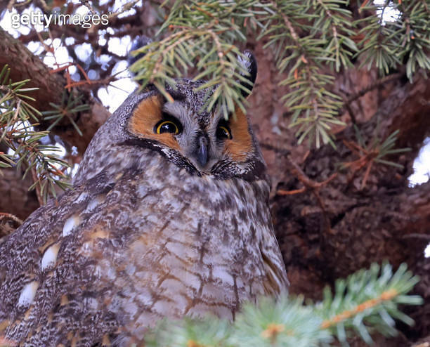 Portrait of a Long-eared owl in a fir tree surrounded by branches late ...