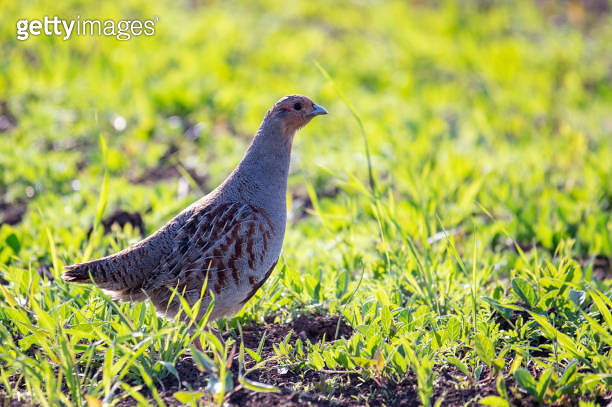 Portrait Grey Partridge, perdix perdix, hunting bird 이미지 (1497825204 ...