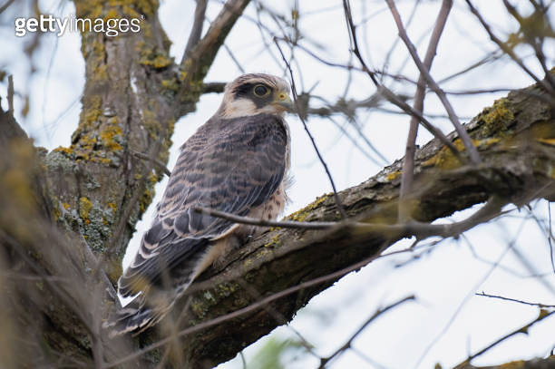 Red footed hawk Falco vespertinus in natural environment (1675497534 ...