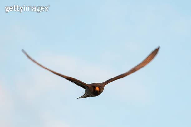 Male red footed hawk Falco vespertinus in natural environment.. A bird ...