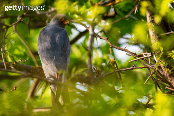 Red footed hawk Falco vespertinus in natural environment 이미지 ...