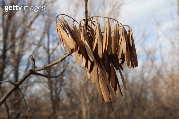 Maple seeds in the autumn forest, withered leaves 이미지 (1486491822) - 게티 ...