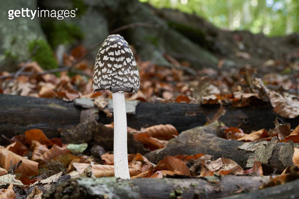Inedible mushroom Coprinopsis picacea in the leaves. Known as Magpie ...