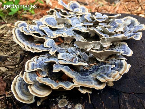 Blue Turkey Tail Fungus (1708773140) - 게티이미지뱅크