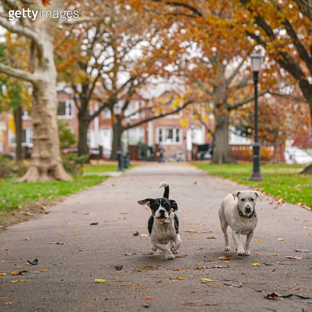 Two cute dogs walking at the park in Brooklyn New York 이미지 (1808873500 ...