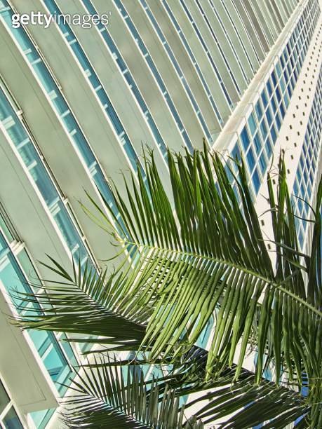 Looking up at a high rise apartment building with tropical palm tree in ...